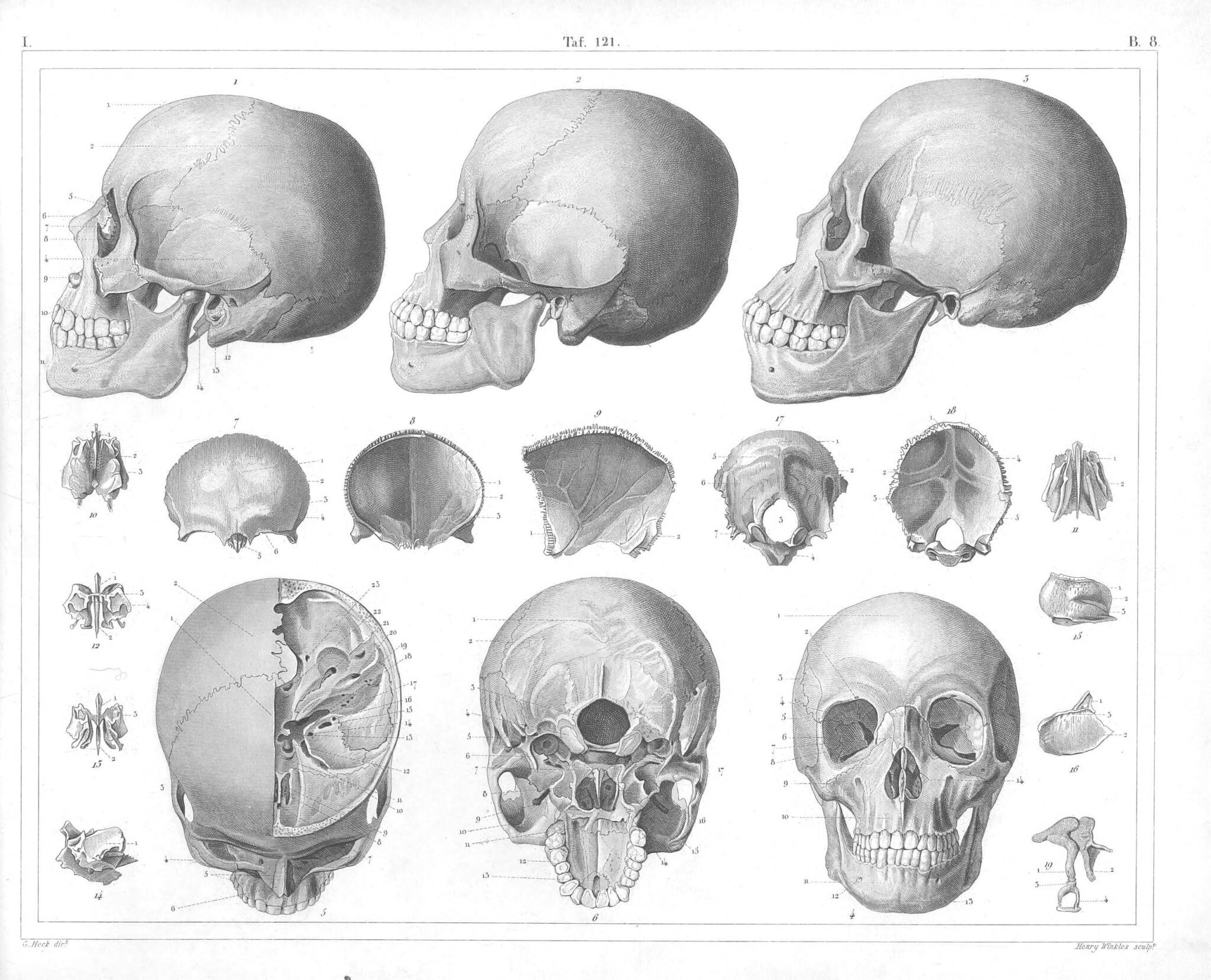 Skull anatomy - Poster Τοίχου | Παπούλιας